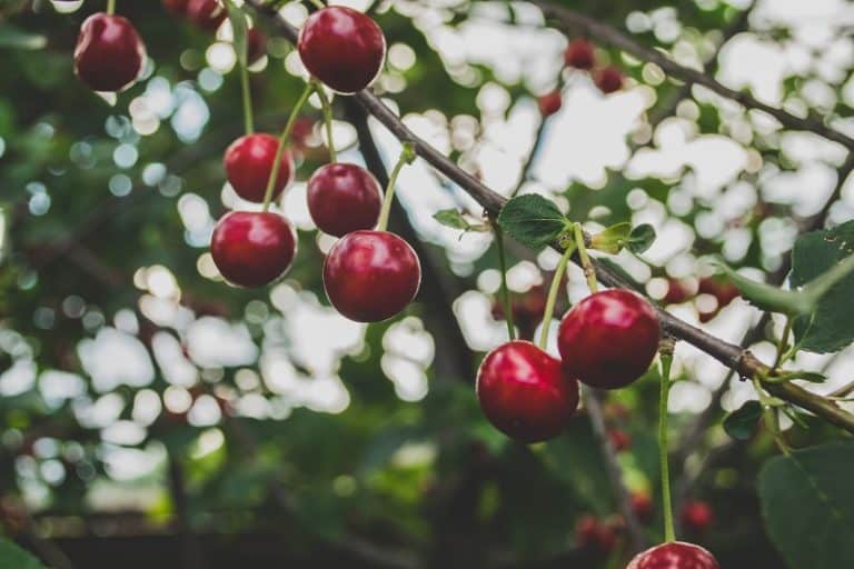 6 Life Lessons We Learn from Eve - Out Upon the Waters